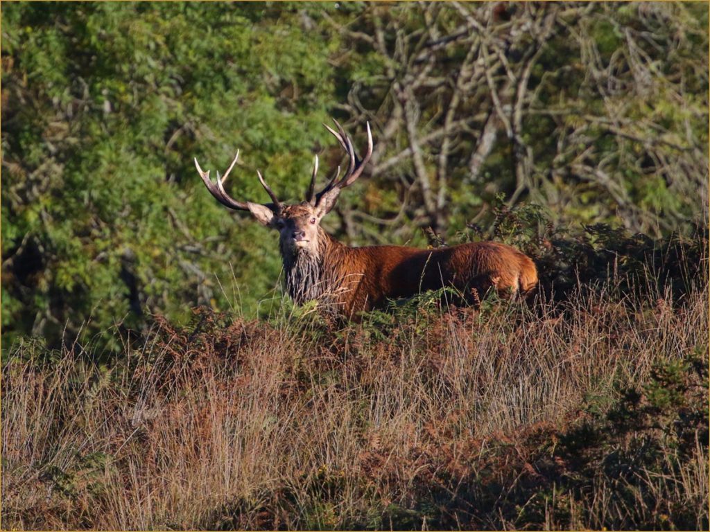 Annual Exmoor Deer Count - The Exmoor Society