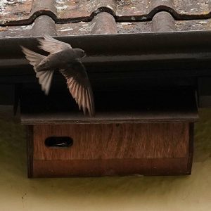 Swift Bricks in New Builds - The Exmoor Society
