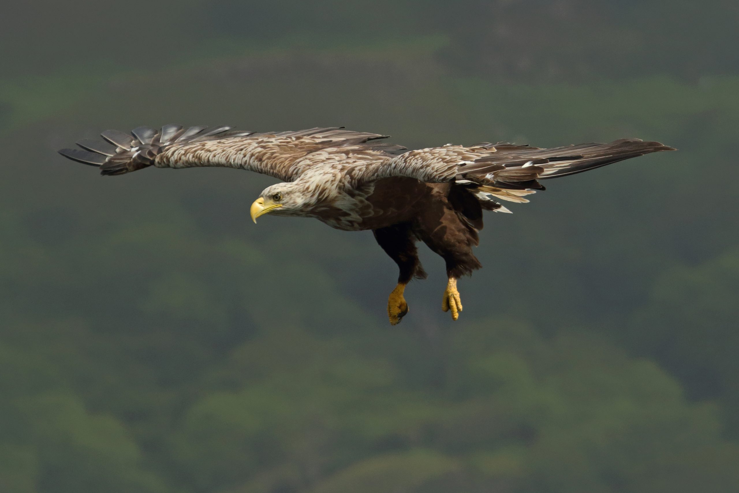 The Eagle Returns - The Exmoor Society