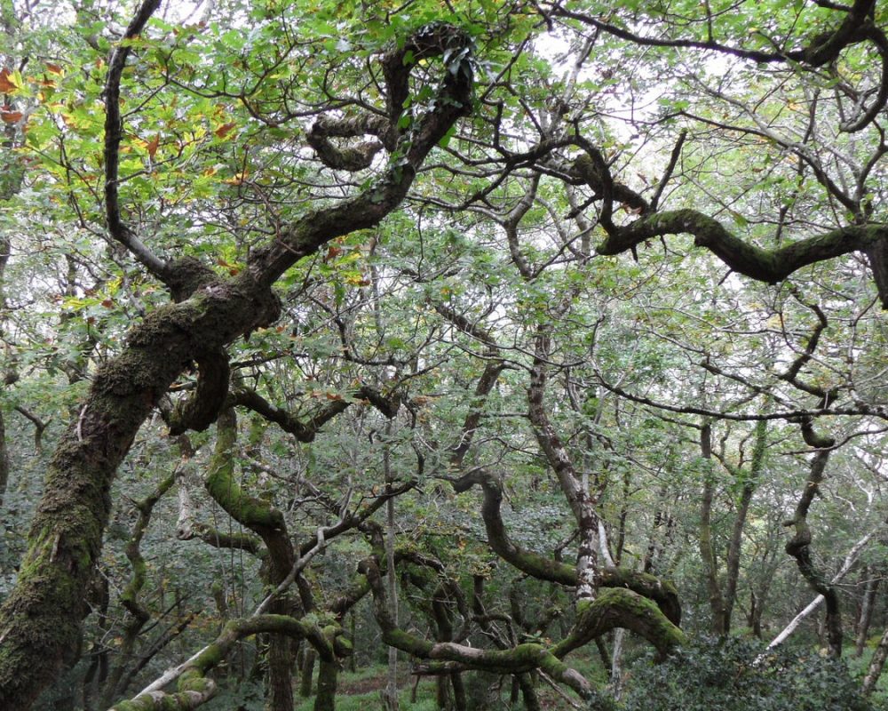 Welcome to The Exmoor Society