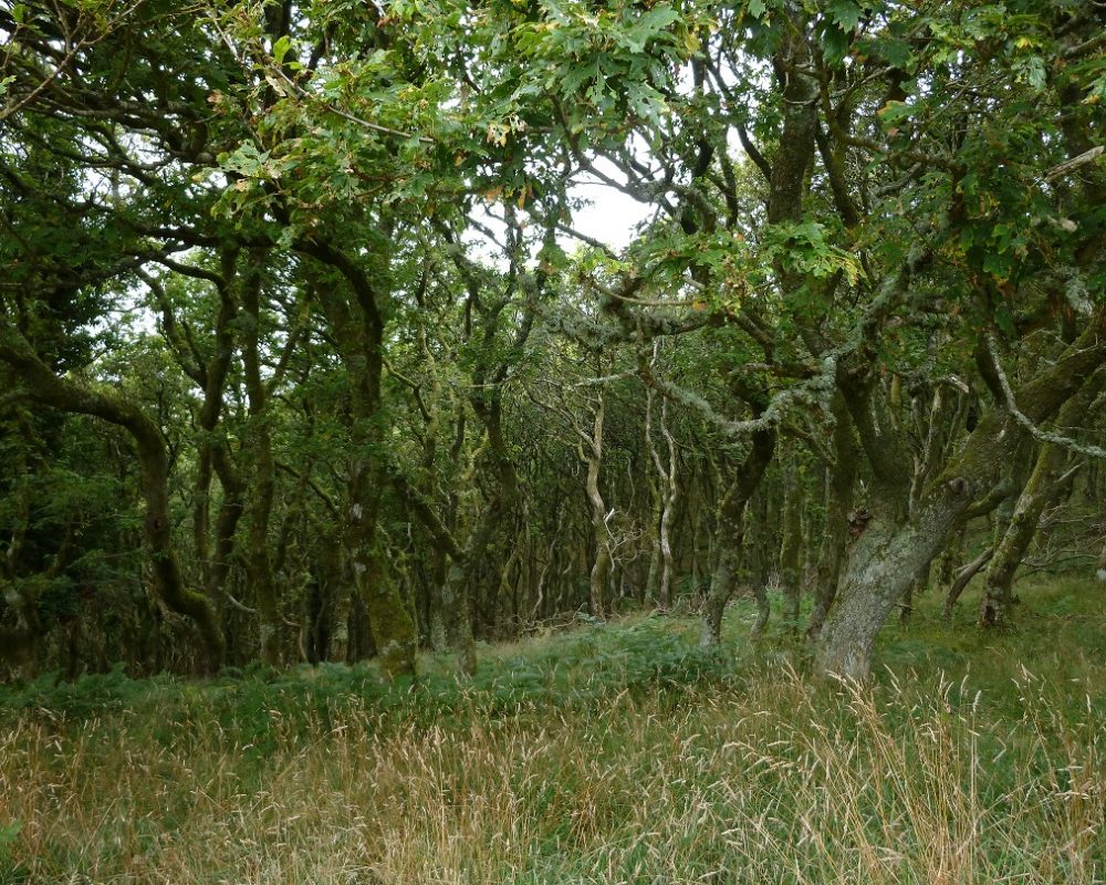 Welcome to The Exmoor Society